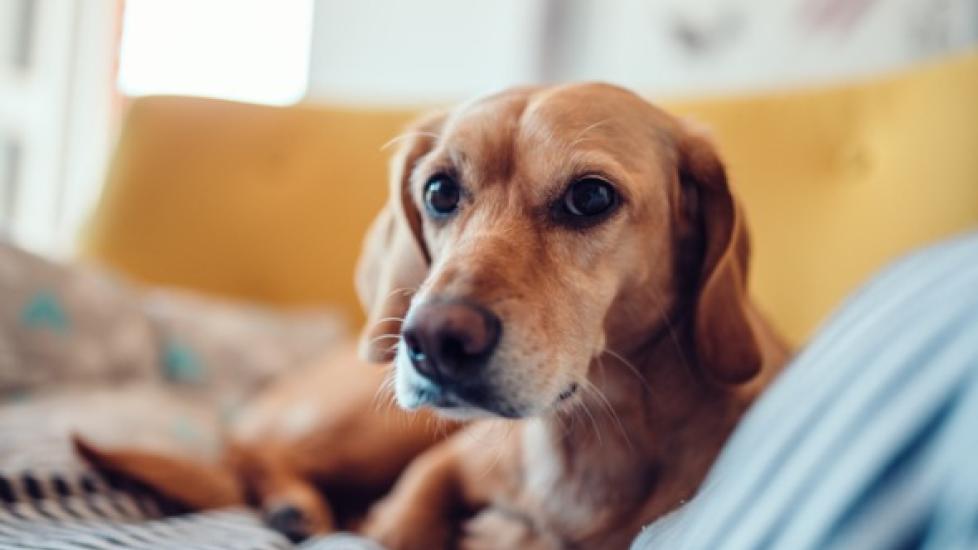 Dog Anxiety Help: How to Calm Down an Anxious Dog | PetMD