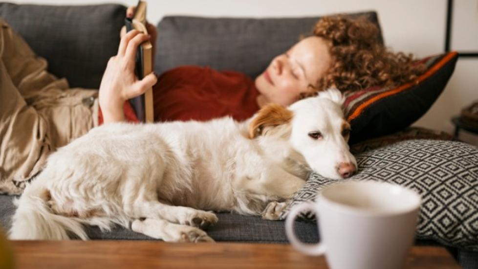 Emotional Support Animals: Which Animals Qualify and How to Register ...