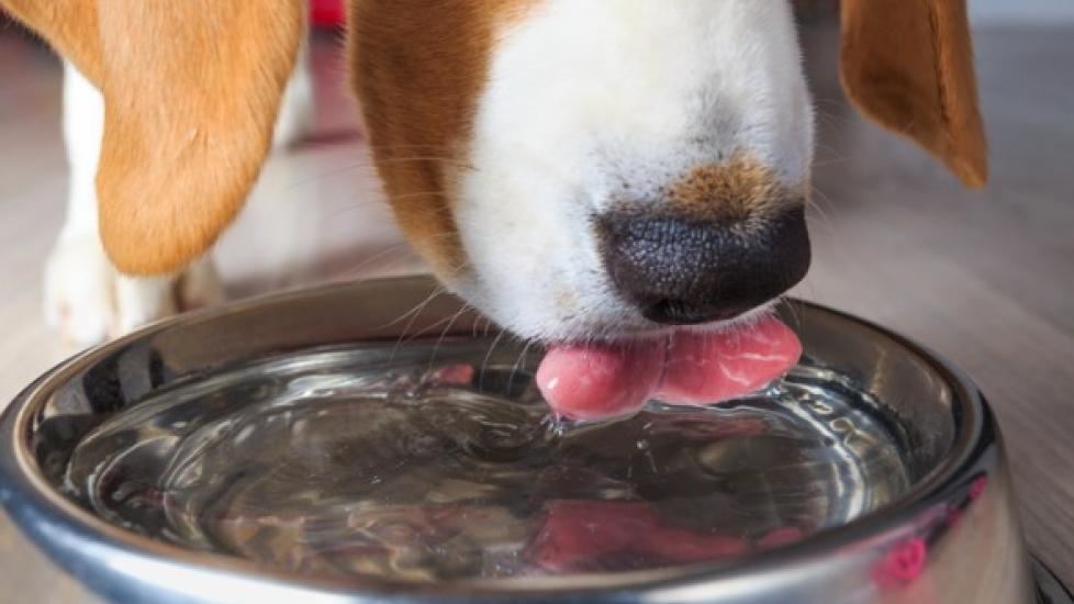 How Much Water Should a Dog Drink? | PetMD