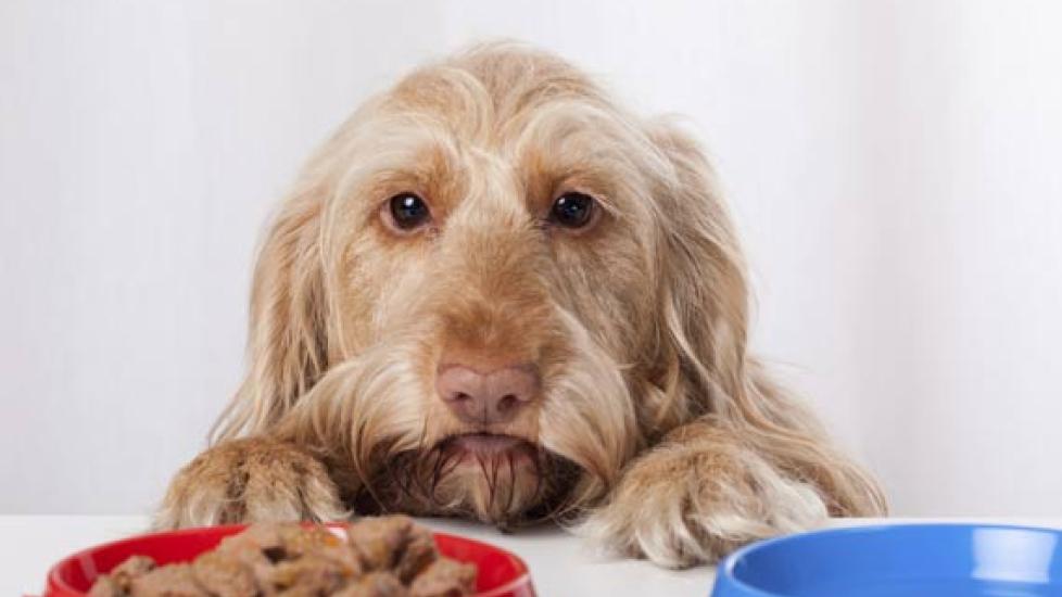 What is Magnesium and Why is It Important? | PetMD