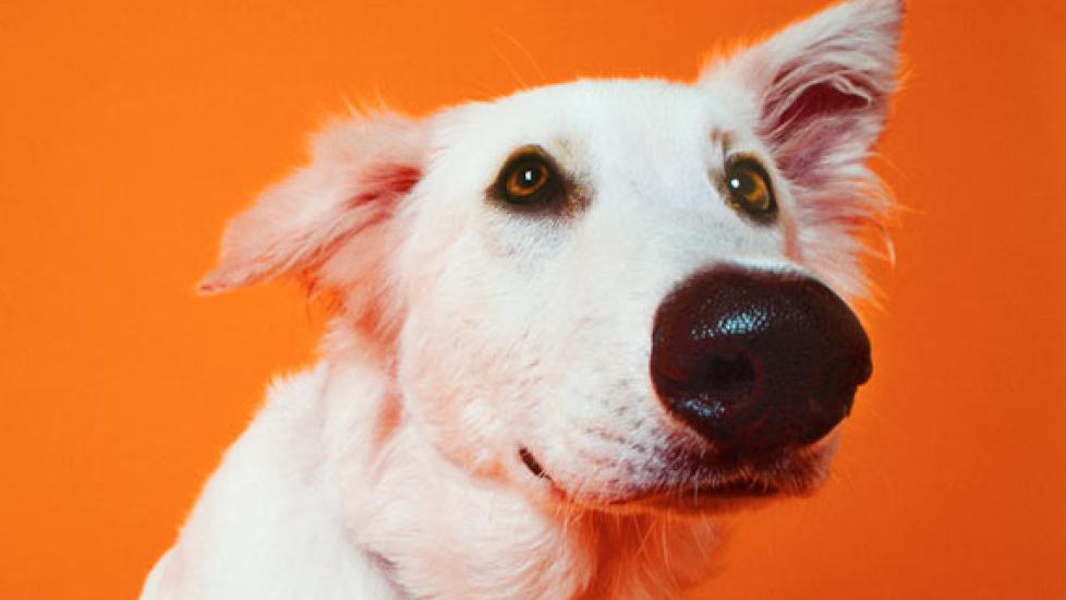 Alter Your Tone of Voice to Compliment Your Dog’s Temperament | PetMD