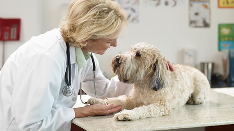Using Monoclonal Antibody to Treat Lymphoma in a Dog | PetMD
