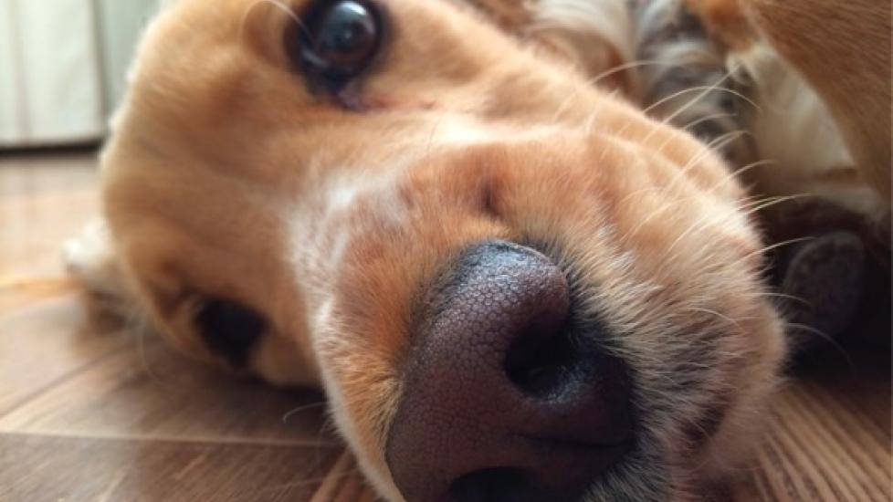 8 Dog Nose Facts You Probably Didn’t Know | PetMD