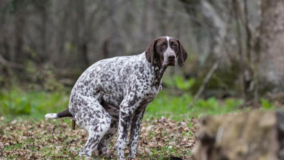 What Should My Dog's Poop Look Like? | PetMD