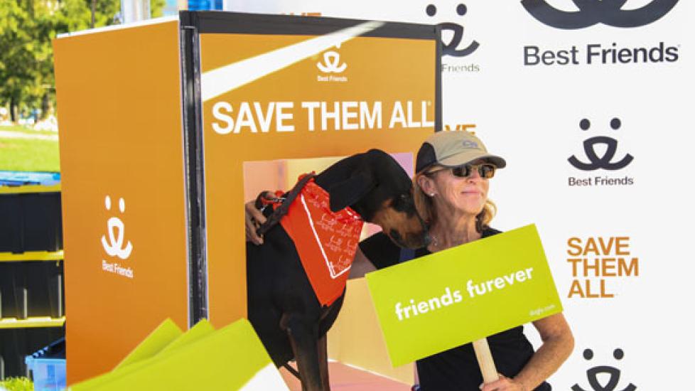 5 Ways Animal Shelters Keep Their Doors Open (and How You Can Help) | PetMD