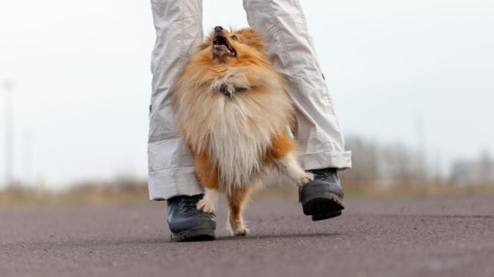 Teaching a Dancing Dog | Dancing with Your Dog | PetMD