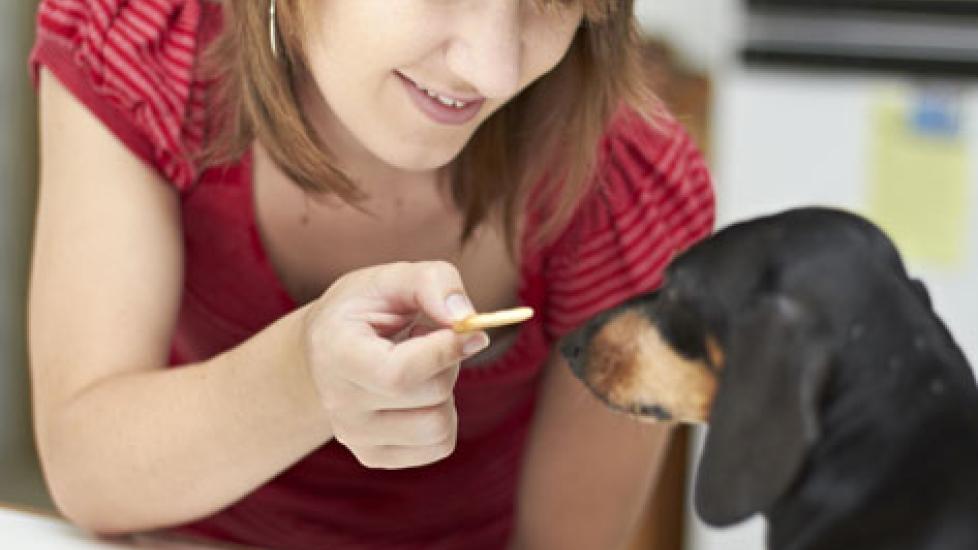 Healthy Ways to Treat Your Dog | PetMD