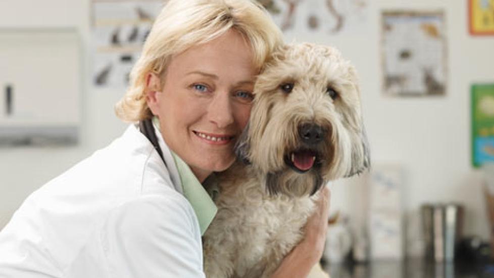 The Healthy Ways Vets Take Care of Their Pets | PetMD