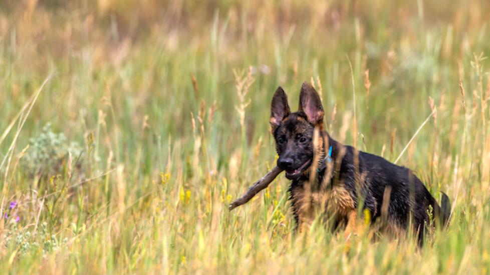 Top 8 Dog Hobbies | PetMD