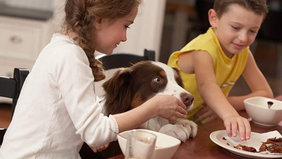 Is People Food Bad for Dogs? This Writer Says Yes | PetMD