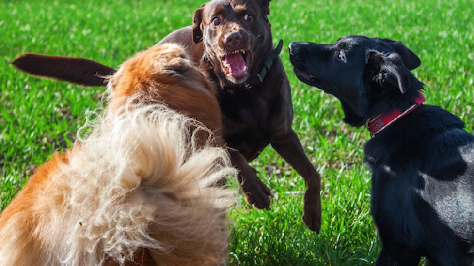How to Safely Stop a Dog Fight | How to Prevent a Dog Fight | PetMD