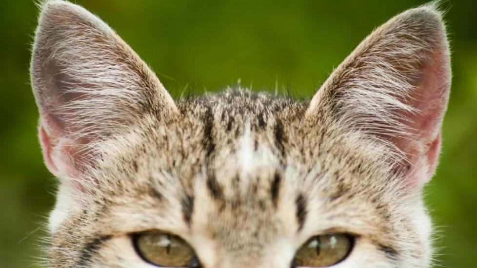 Ear Cancer in Cats | PetMD