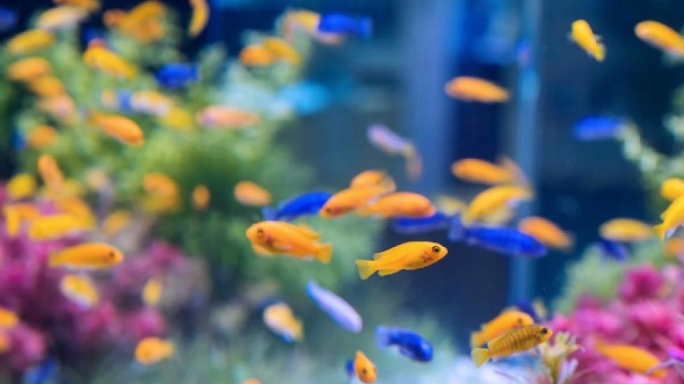 The Effects of Stress in Fish | PetMD
