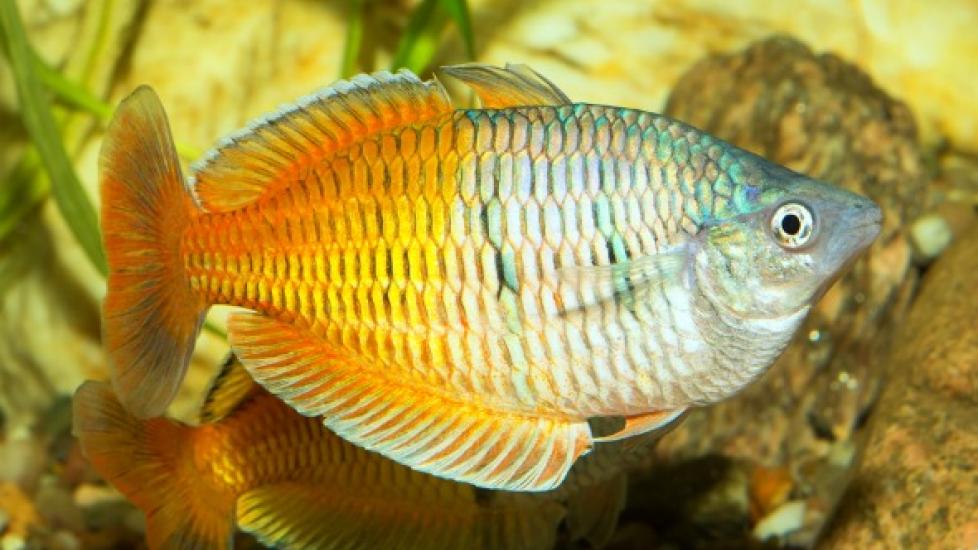 Environmental Gill Disorders in Fish | PetMD