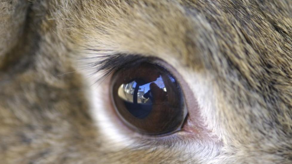 Rabbit Eye Chronic Conditions Full Article: A New Rabbit Model Of