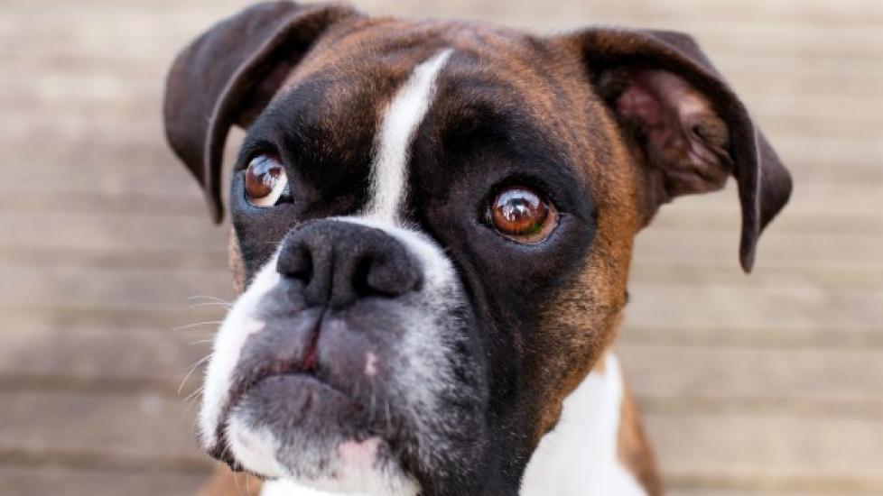 Face Nerve Paralysis in Dogs | PetMD