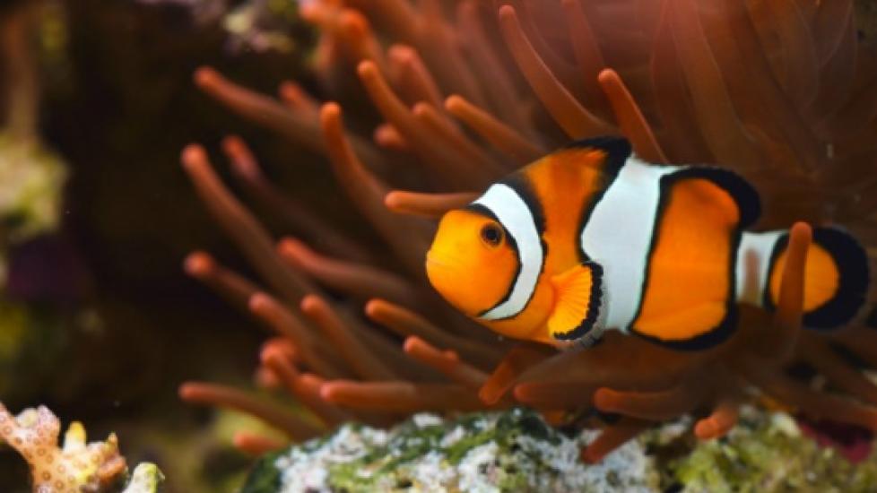 6 Facts About Clownfish | PetMD