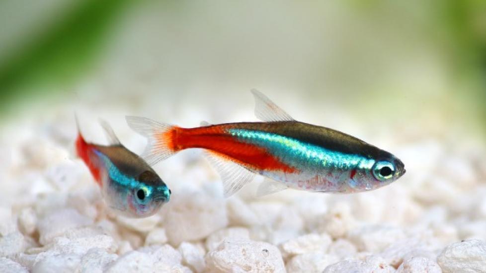 5 Facts About Tetra | PetMD