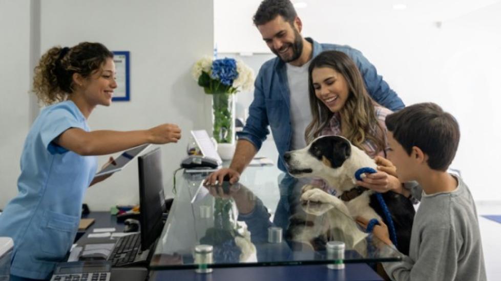 Dog Blood Transfusions: Everything You Need to Know | PetMD