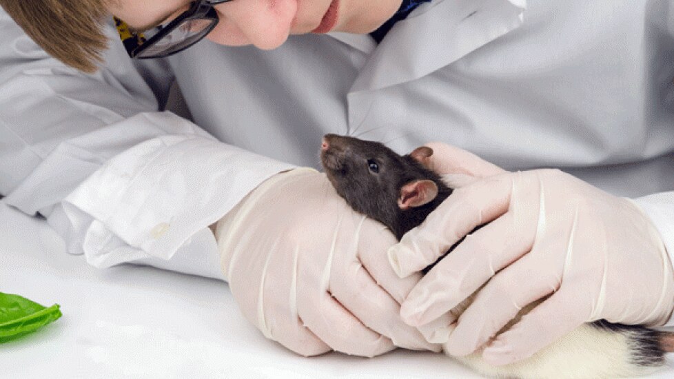 Fight Wounds in Rats | PetMD