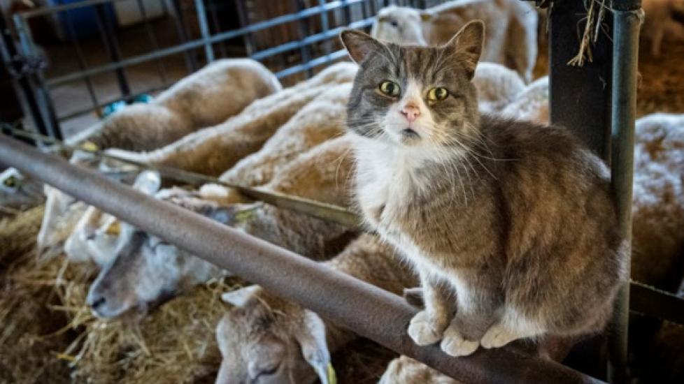 How to Best Care for Barn Cats | PetMD
