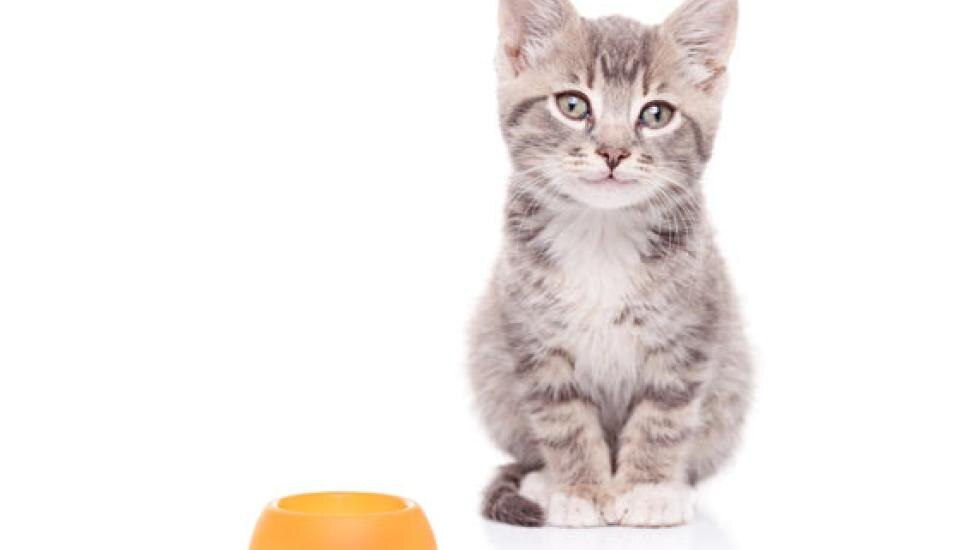 5 Tips for Feeding Kittens | PetMD