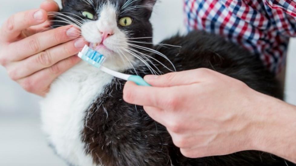 Dog And Cat Brushing Teeth