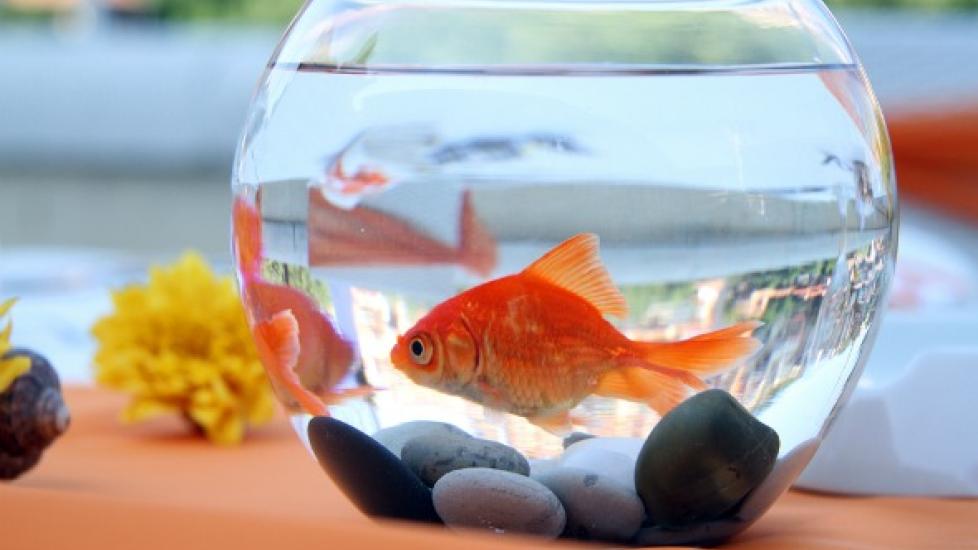 Gill Infection in Fish | PetMD