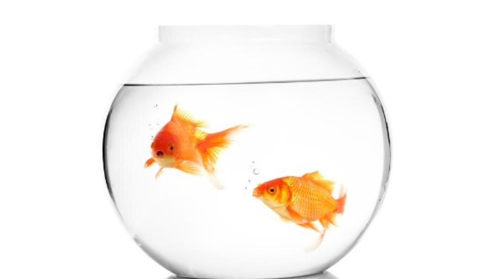 Reproduction in Fishes | PetMD