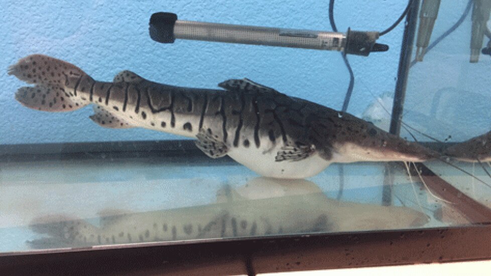 Amazing Fish Surgery Cases | PetMD