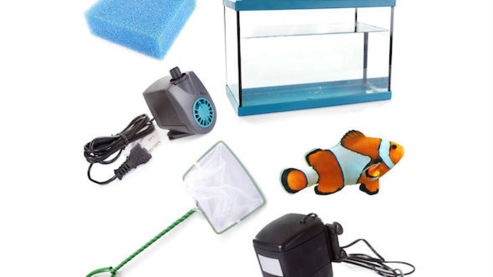 How to Take Care of Fish | PetMD