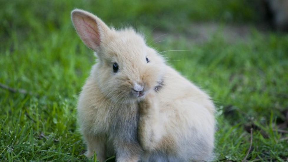 Fleas Infecting the Body in Rabbits | PetMD