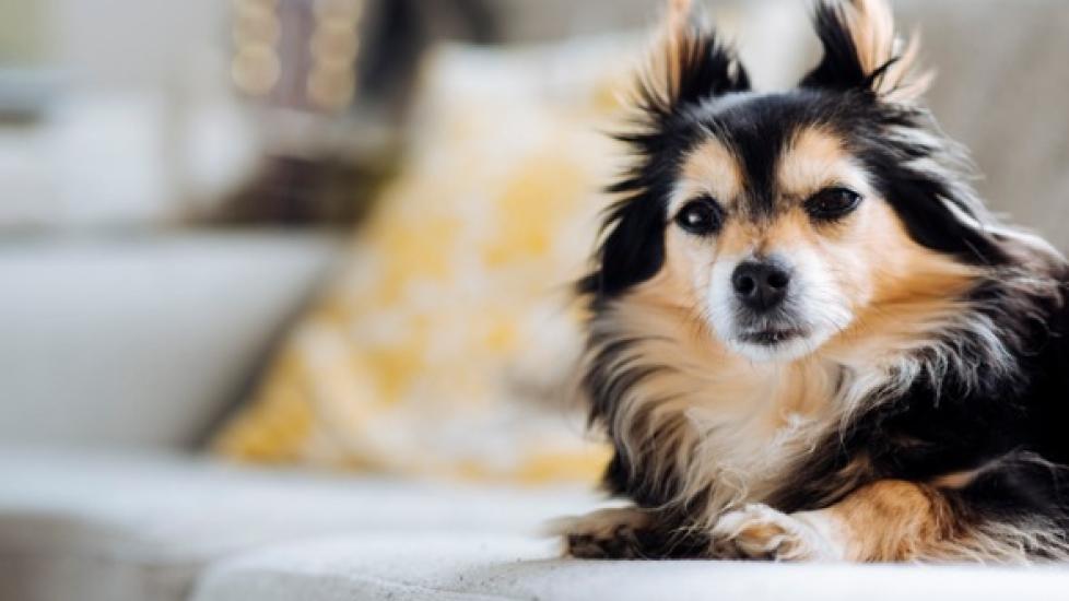 Drug Poisoning in Dogs | PetMD