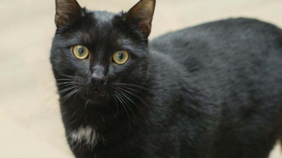 Chylothorax in Cats | PetMD