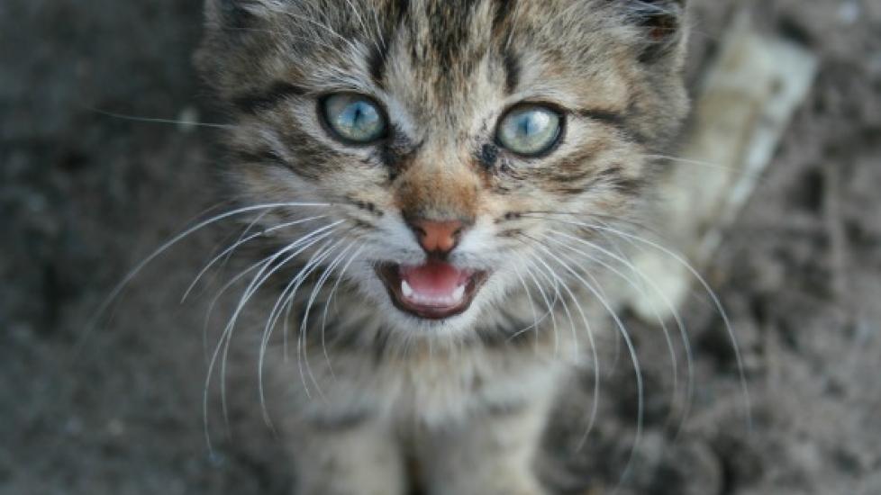 Fluid in the Lungs in Cats | PetMD