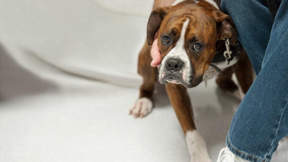 Counter Conditioning Methods for Your Fearful Dog | PetMD