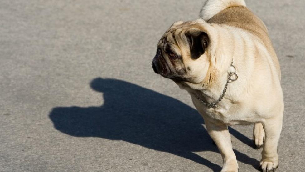 Front Leg Deformity in Dogs | PetMD