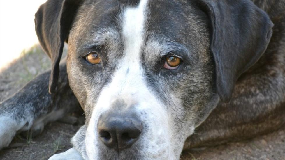 Fungal Infection (Pneumocystosis) of the Lung in Dogs | PetMD