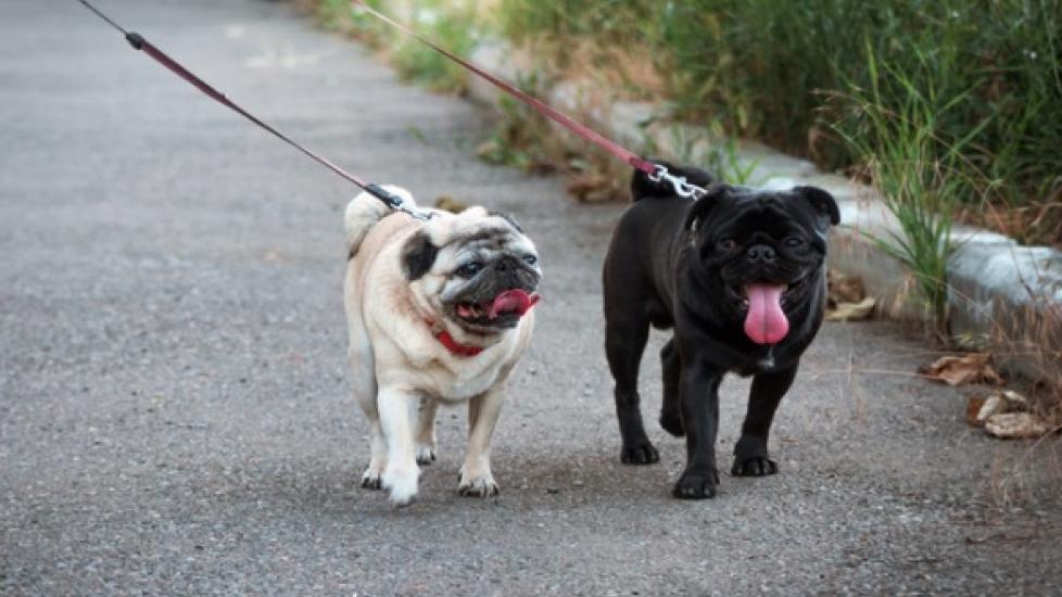 Walking for Weight Loss: Tips for Overweight Dogs | PetMD