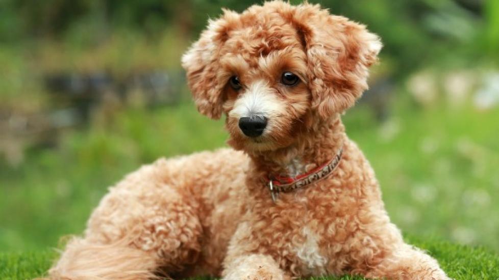 Dog Gallstones Symptoms - Gallstones Treatments for Dogs | PetMD