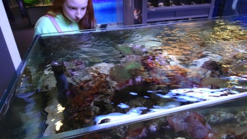 Five Reasons to Install a Refugium on Your Saltwater Aquarium | PetMD