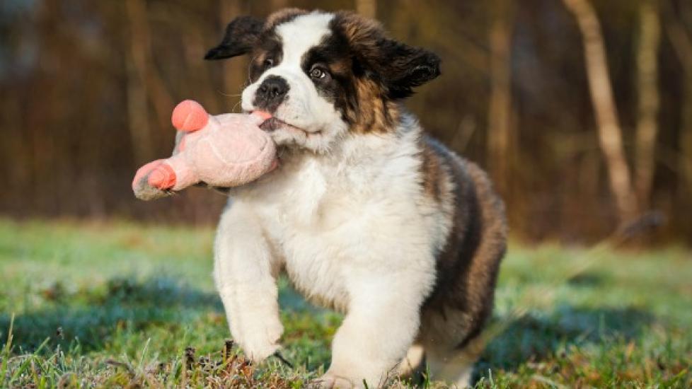 Growth in Dogs: What to Expect | PetMD