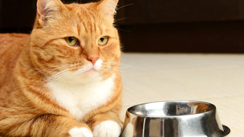 Cat Refusing Food? Spitting Up? It May Be Due to Sensitive Stomach | PetMD