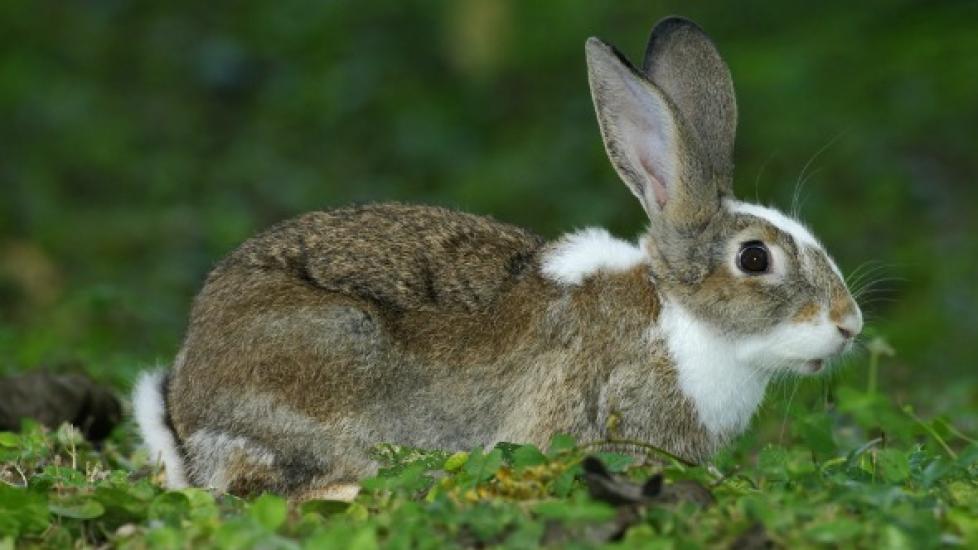 Hair Loss in Rabbits | PetMD