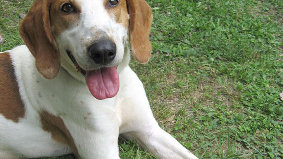 How to Define Whether an Animal is Adoptable | PetMD