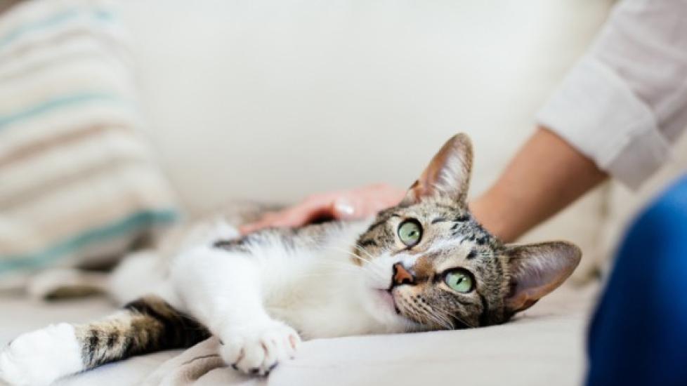 How To Treat Constipation in Cats | PetMD