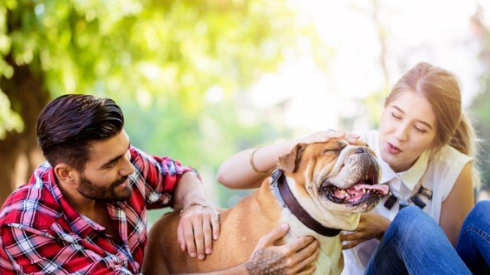 What You Should Know About Being a Dog Owner | PetMD