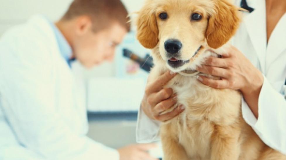 Advancements in Dog Mammary Tumor Therapy | PetMD