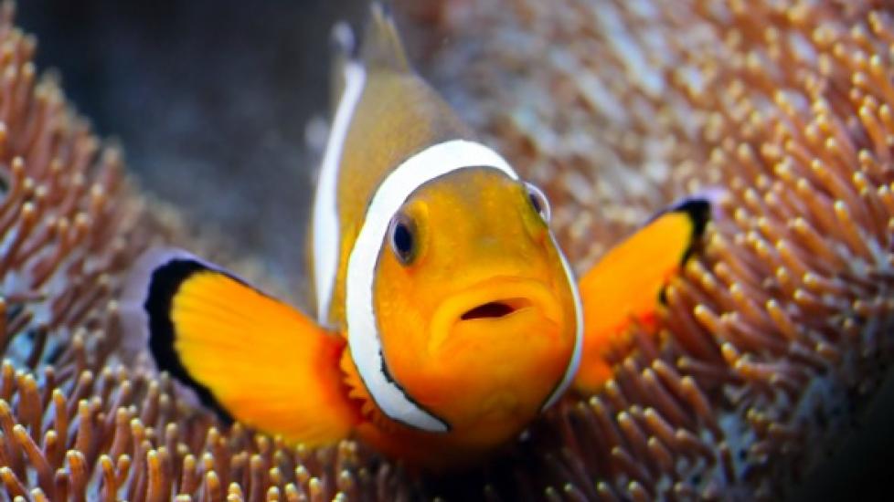 How Fish Control Their Bodies | PetMD