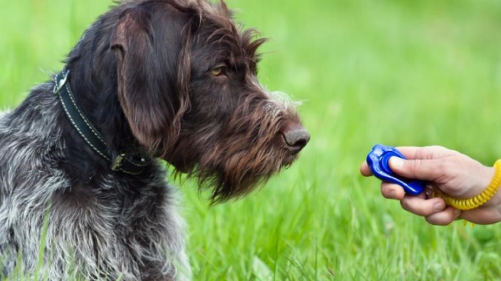 Dog Shaping: You Can Use This Dog Training Method in Almost Any ...